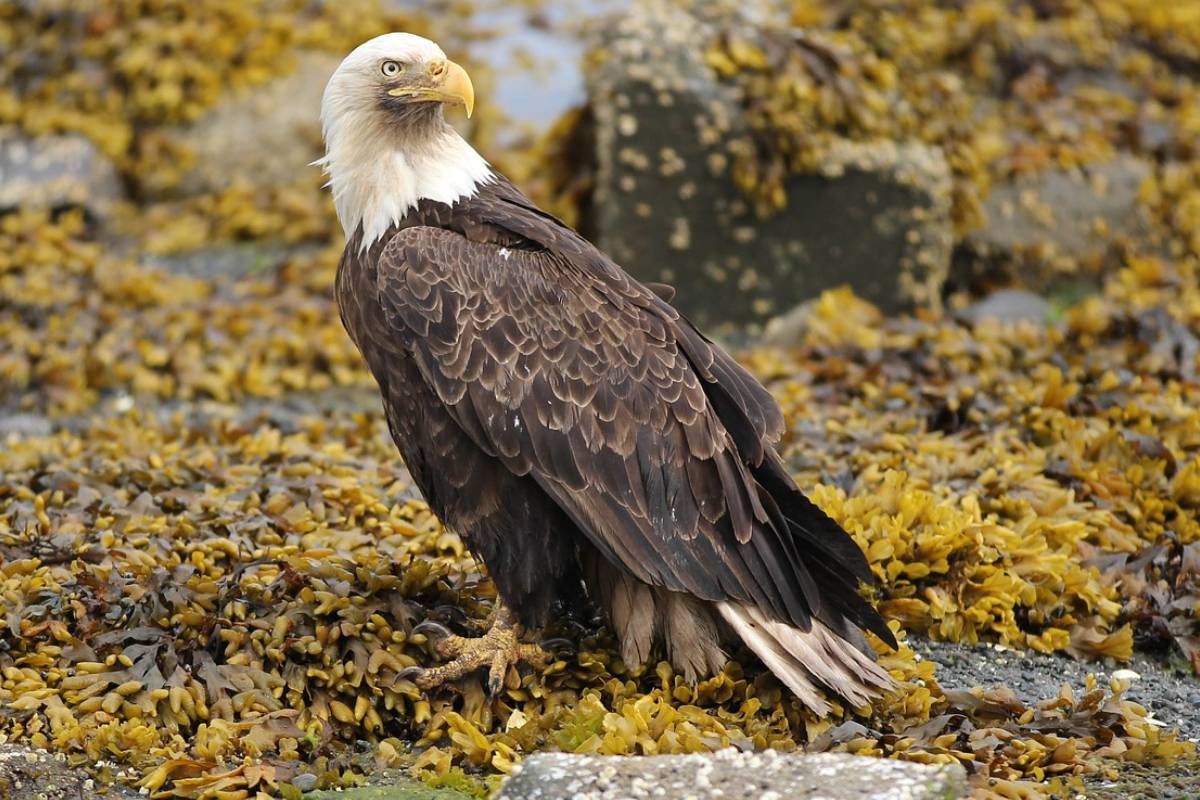 Eagle Species: A Detailed Overview